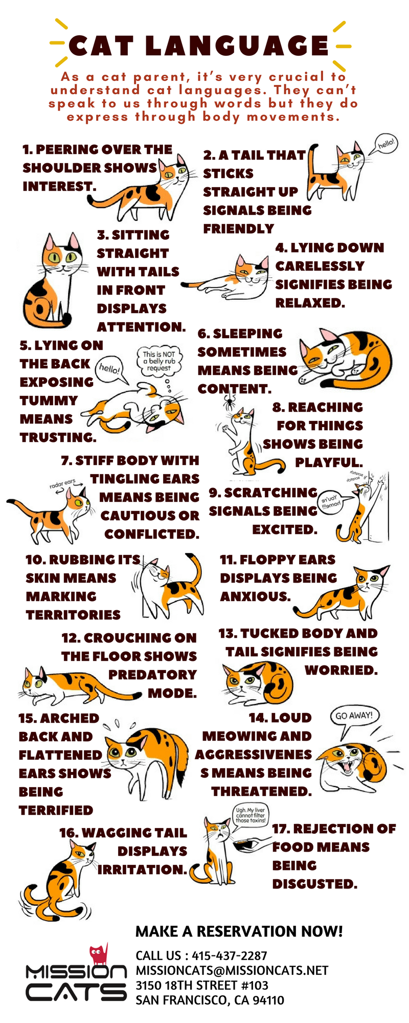 Types of Cat Languages | Mission Cats In-Home Care